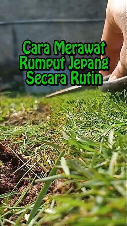 Cara Merawat Rumput Jepang Secara Rutin Rumput Rumputjepang Rumputhias Shorts Lawn Taman
