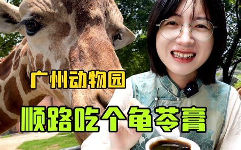 挑战龟壳熬的龟苓膏到底苦不苦顺路去动物园看望肥虎兄弟 机智的小肥虎tiger 机智的小肥虎tiger 哔哩哔哩视频