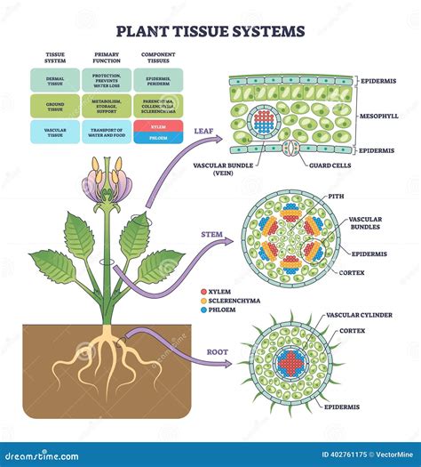 Root Tissue Anatomy With Xylem Phloem And Epidermis Labeled Diagram