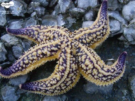 괴물의 원조 불가사리 권 천중 Scubanet