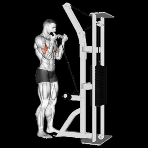 Cable Single Arm Curl Guide Muscles Worked Tips Athlemove