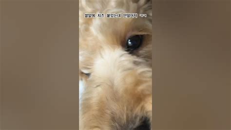 치즈 좀 떼어주세요 ㅠㅠ 쌀알에서 안떨어져요 귀여운 Youtube