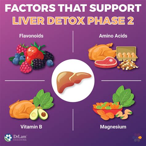 Liver Detox Phases What To Expect