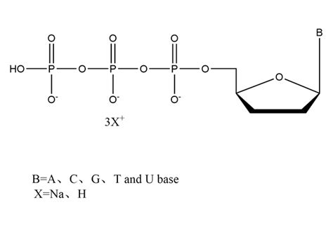 Ddntp Dideoxynucleotide Triphosphates Ddntp Nucleotide In Dna Sanger Sequencing Huaren