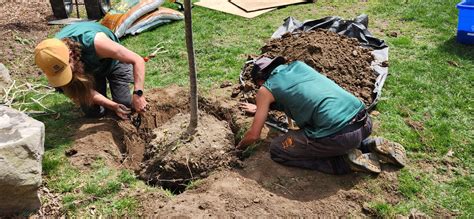 Tree Planting Green Canopy Tree Services