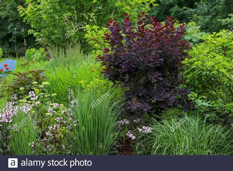 Cotinus Coggygria Royal Purple Smoke Bush A Standout In The Garden