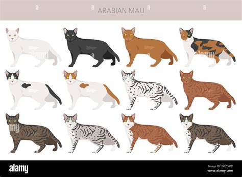 Arabian Mau Cat Clipart All Coat Colors Set All Cat Breeds