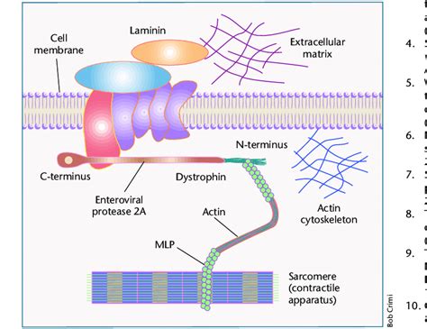 Sarcomere And Cytoskeleton In Hypertrophic Cardiomyopathy Hcm Download Scientific Diagram
