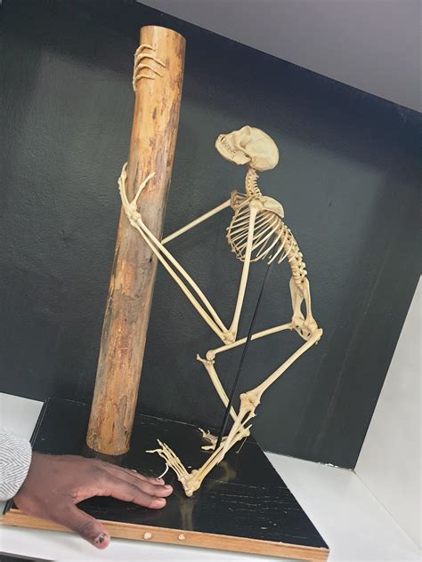My University Claims This Is A Red Panda Skeleton They Are Mistaken I