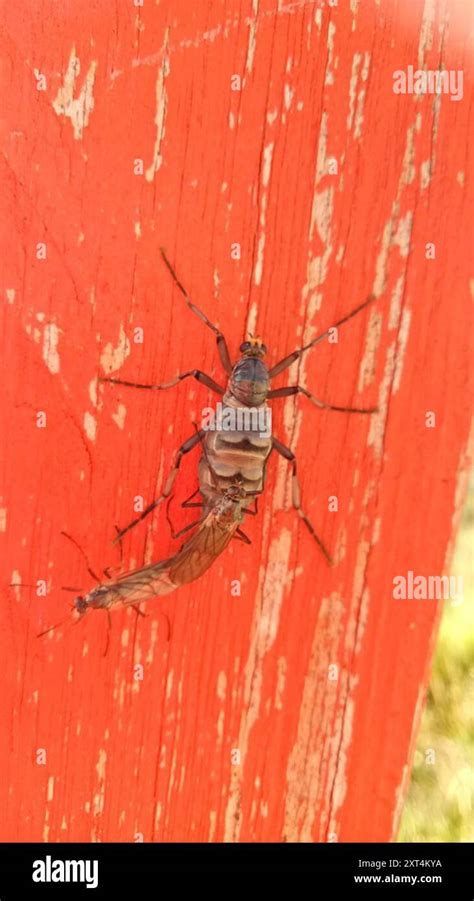 Australian Wingless Soldier Fly Boreoides Subulatus Insecta Stock