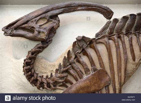 Tubular Crest Of Parasaurolophus Hadrosaur Dinosaur Fossil Bones From