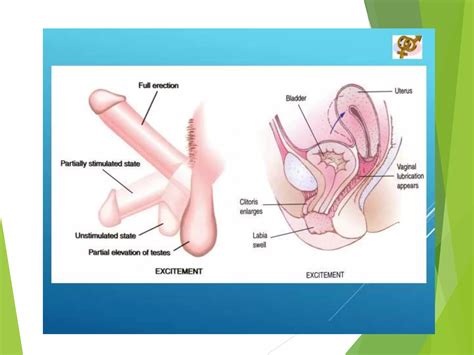 The Physical And Sexual Self PPTX