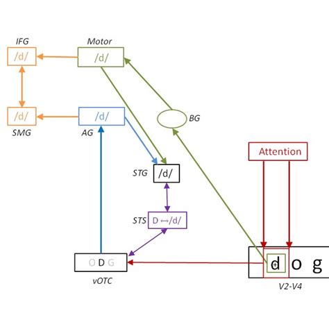 Diagram Of Proposed Processing During Letter By Letter Decoding Of The