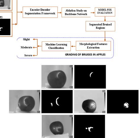 Figure 2 From Segmentation And Classification For Bruise Severity Detection Using Infrared