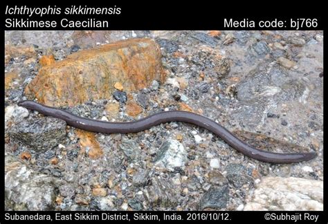 Ichthyophis Sikkimensis Taylor 1960 Sikkimese Caecilian Amphibians