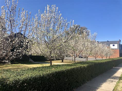 Manchurian Pear Urban Tree Growers