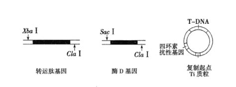 题目 现代生物科技中筛选是一个重要过程请回答下列技术有关筛选问题1过程③是杂交瘤细胞的培养在体外培养时培养基中需要提供一定浓度的