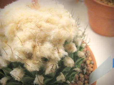 Its Not Work Its Gardening Cactus Show