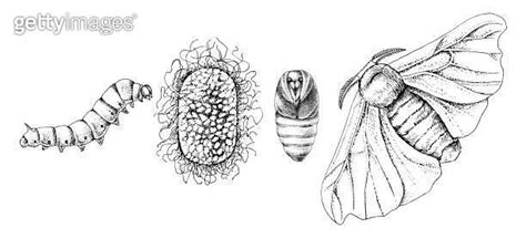 Metamorphosis Of The Silk Moth 이미지 2032619814 게티이미지뱅크