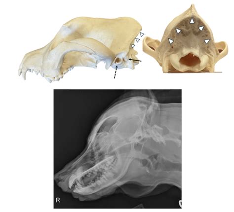 Lab 1 2 Bony Markings Of Skull Couple Others Diagram Quizlet