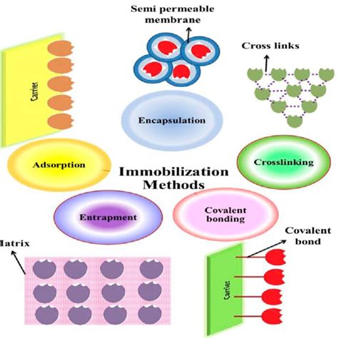 Schematic Representation Of Different Enzyme Immobilization Methods Download Scientific Diagram
