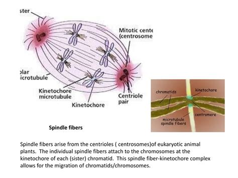 PPT Mitosis PowerPoint Presentation Free Download ID