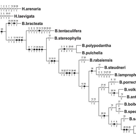 Character Matrix Appendix 2 Mapped Onto The Reweighted Morphological