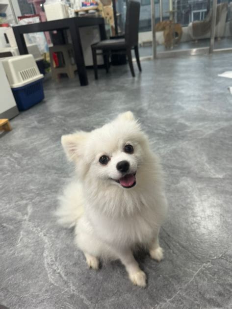 폼피츠하늘이 강아지책임무료분양 수원강아지분양 인천강아지분양 잠실강아지분양 하남강아지분양 신림강아지분양 관악강아지분양