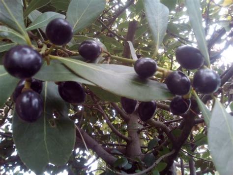 Размножаване на лавър Важно за фермера