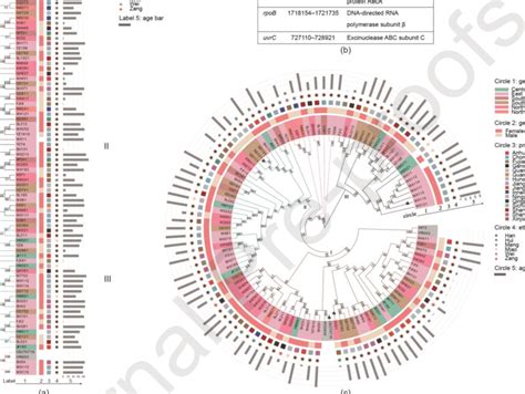 Phylogenetic Analysis Of 109 L Fermentum Strains A M Aximum