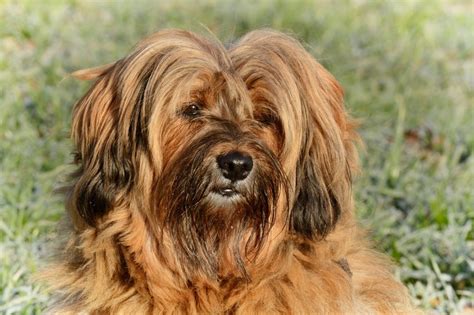What Kind Of Dog Is Benji