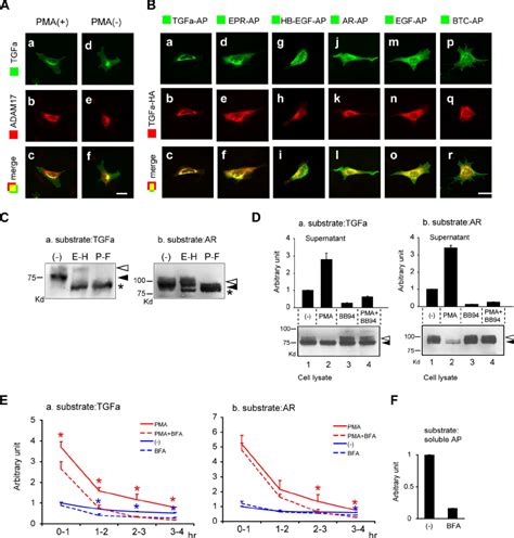 Subcellular Localization Of Egfr Ligands And Effect Of Pma Stimulation Download Scientific