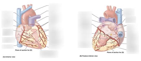 Heart Iii Diagram Quizlet
