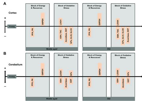 Aging Related Changes In The Energy Homeostasis And The Redox State Of Download Scientific