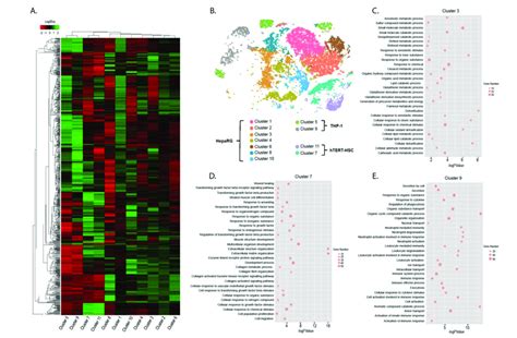 Graph Based Clustering Of Untreated Mts To Identify Cell Sub Groups