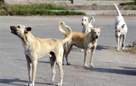 بيئة ذي قار تتوعد سيدة بسبب تربيتها للكلاب وكالة بغداد اليوم الاخبارية