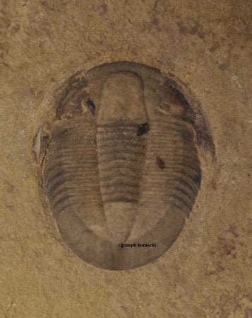 Meniscopsia