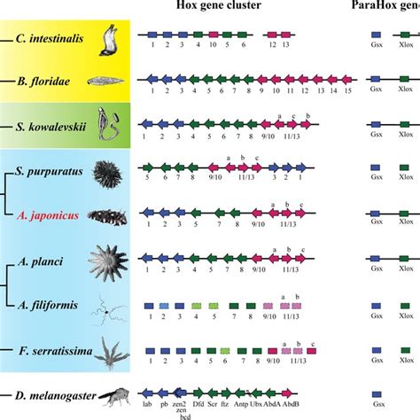 Pdf The Sea Cucumber Genome Provides Insights Into Morphological