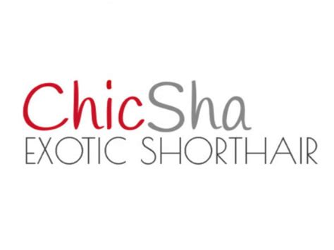 Chisha Élevage Dexotic Shorthair à Saint Jean Sur Richelieu