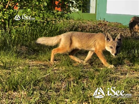 ВИДЕО Богдхан уулын Арцатын аманд тарваганы нүхэнд зүүсэн хавханд хярс орж хөлөө гэмтээжээ