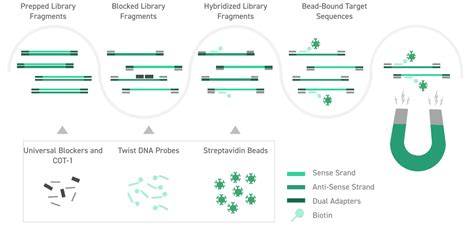 Universal Blockers Twist Bioscience