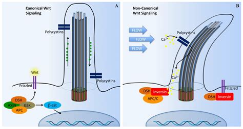 Cilia Function