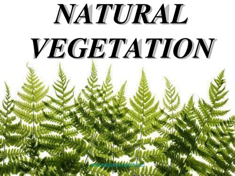 Ppt Natural Vegetation Powerpoint Presentation Free Download Id