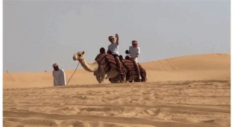 Camel S