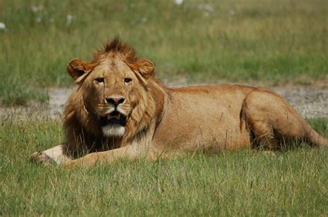 African Lion Pictures