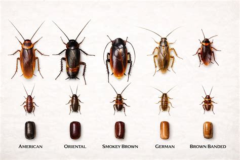 Uk Cockroach Species Identification Guide Buzzkill