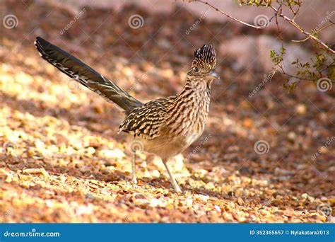 Roadrunner Genus Geooccyx Also Known As Chaparral Bird Or Chaparral Located In Arizona Stock