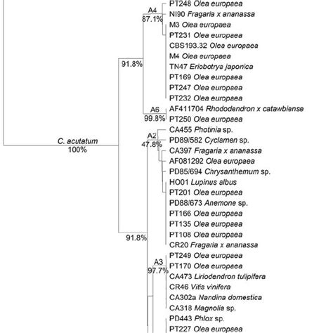 Upgma Consensus Dendrogram Depicting Relationships Among Colletotrichum