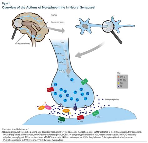 Dysregulation Of Noradrenergic Activity Its Role In Conceptualizing