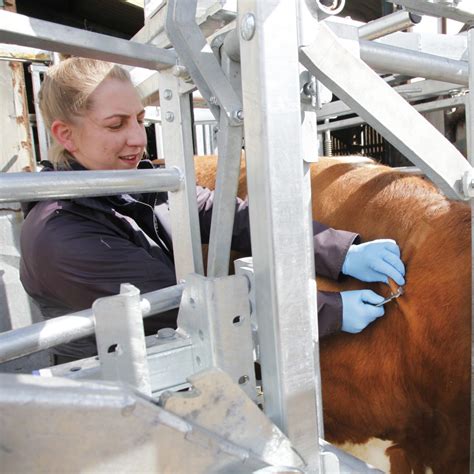 Boost For Cattle Tb Testing Agribusiness Communications Agricultural Public Relations